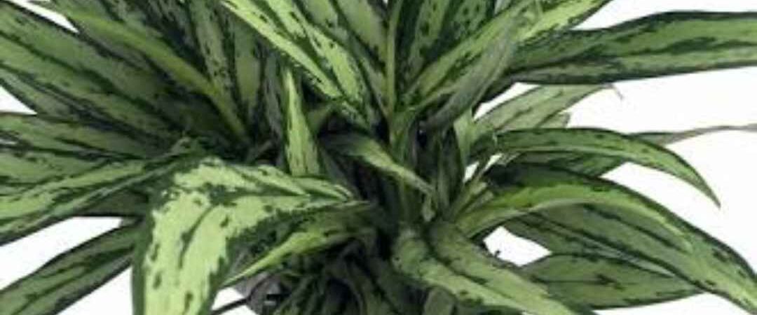 Aglaonema Cutlass – Greenverz