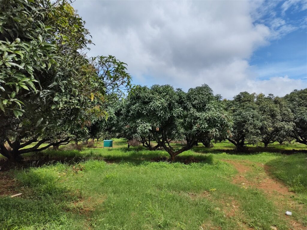 Green Uttar Pradesh | Plant a tree in Uttar Pradesh | Greenverz