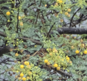 Plant Babul Trees | Greenverz