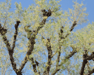 Khejri Tree | Plant tree of Khejri | Greenverz