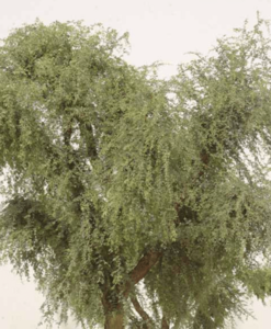 Khejri Tree | Plant tree of Khejri | Greenverz