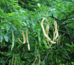 Khejri Tree | Plant tree of Khejri | Greenverz