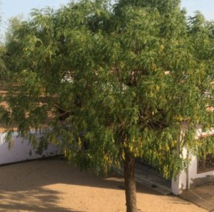 Plant Neem Trees – Greenverz