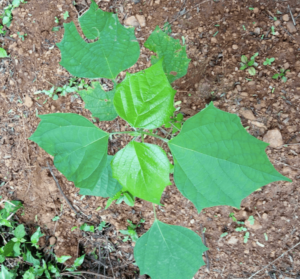 Plant a tree of Sivan (White Teak) – Greenverz