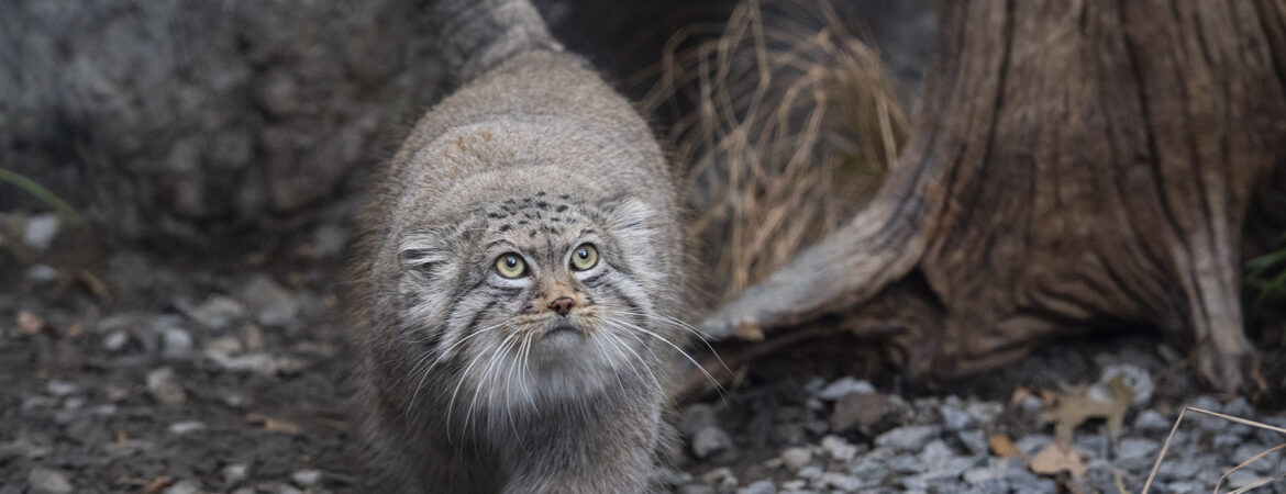 Pallas’s Cat: The fluffy and shy cat of the cold. – Greenverz