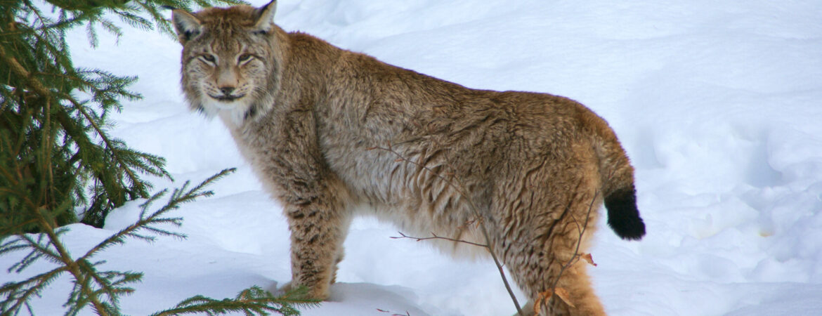 Himalayan Lynx: The beautiful cat of the cold. – Greenverz