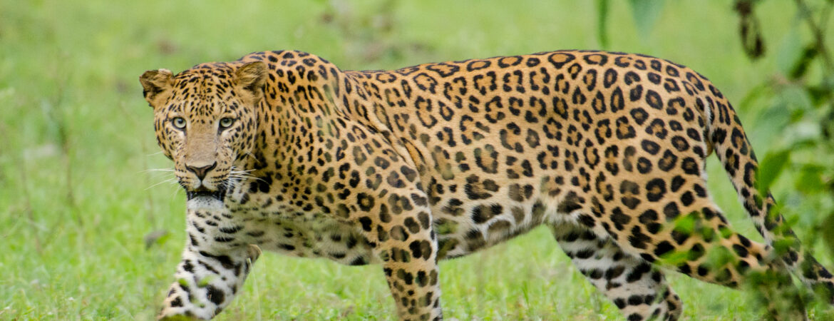 Indian Leopards – Greenverz