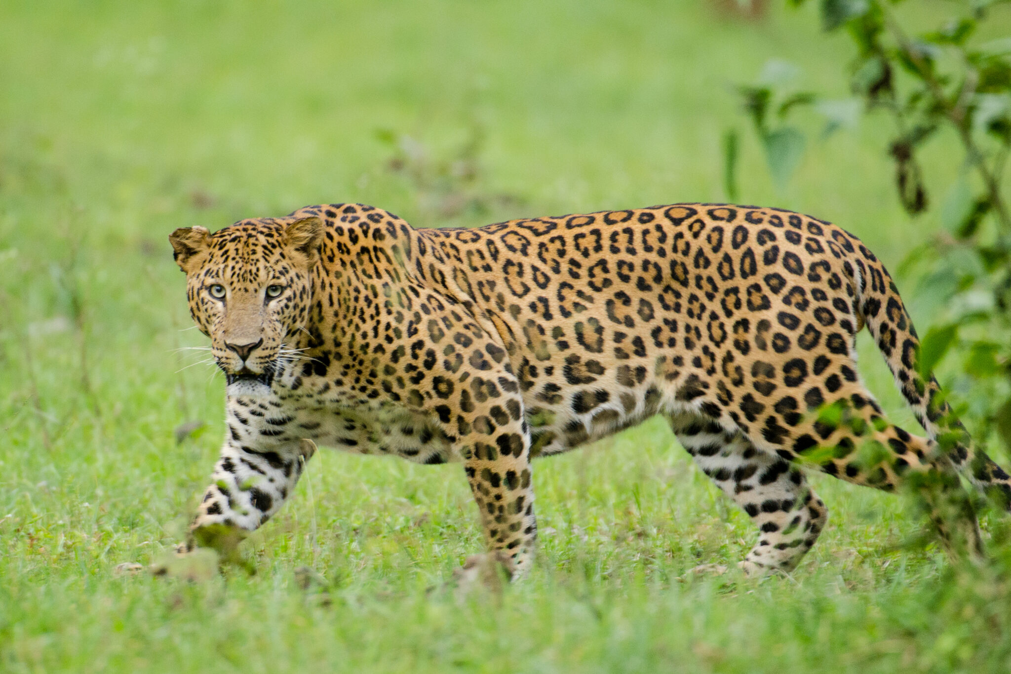 Indian Leopards | Greenverz