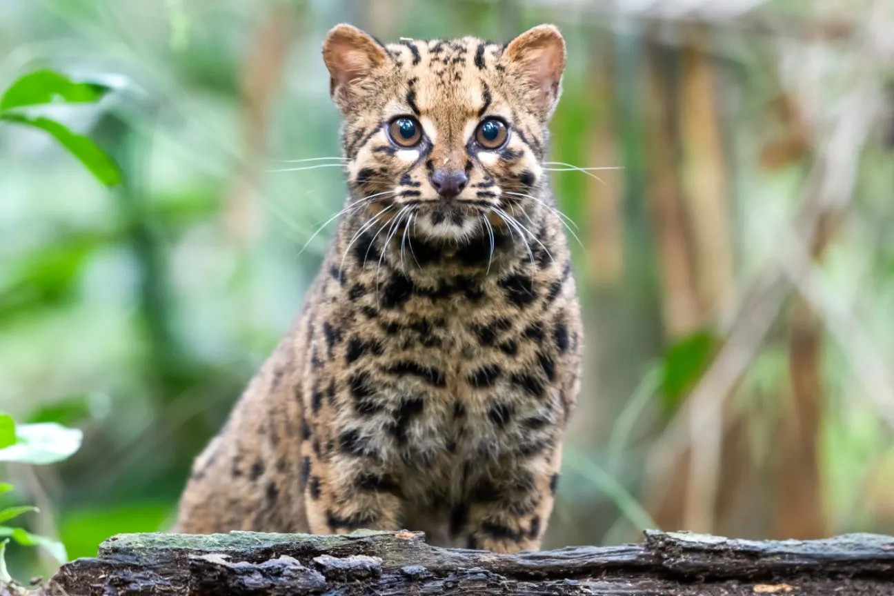 Indian Marbled Cats Greenverz