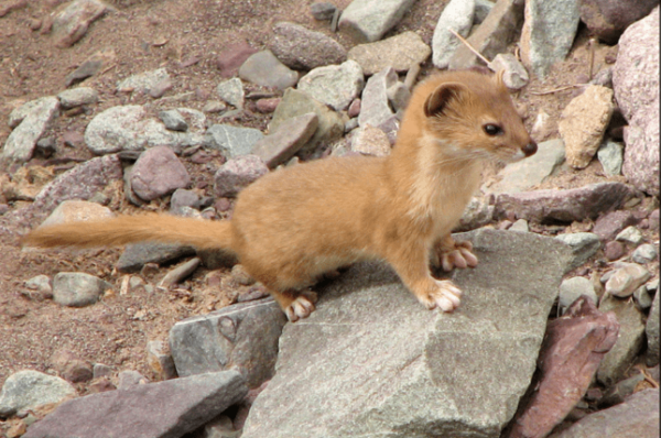 Himalayan Red Fox – Greenverz