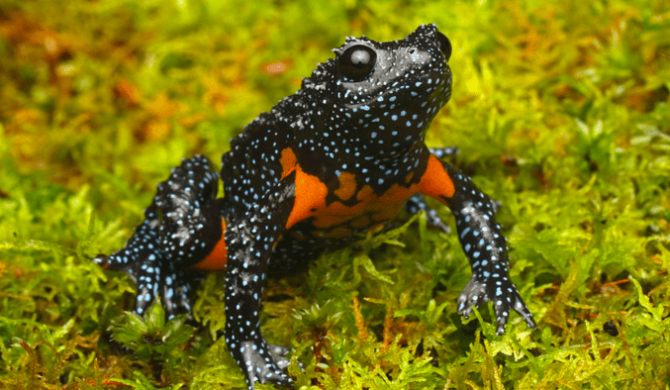 Black Microhylid Frog – Greenverz