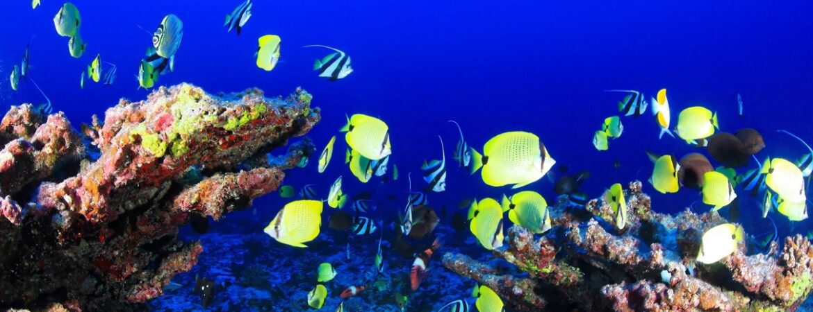 Coral Reefs of India – Greenverz