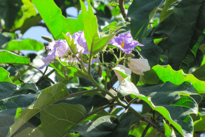 Tree species of India | Greenverz