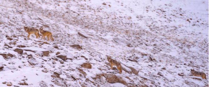 Tibetan Wolf – Greenverz