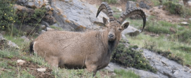 Mammals of India | Greenverz