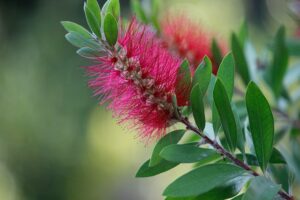 Indian Bottlebrush Tree | Greenverz