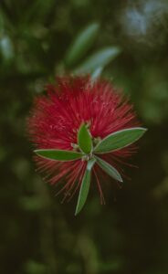 Indian Bottlebrush Tree | Greenverz