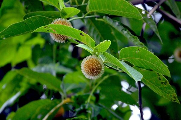 Plant Kadamba Trees | Greenverz