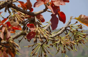 Mahua (Madhuca longifolia) | Greenverz