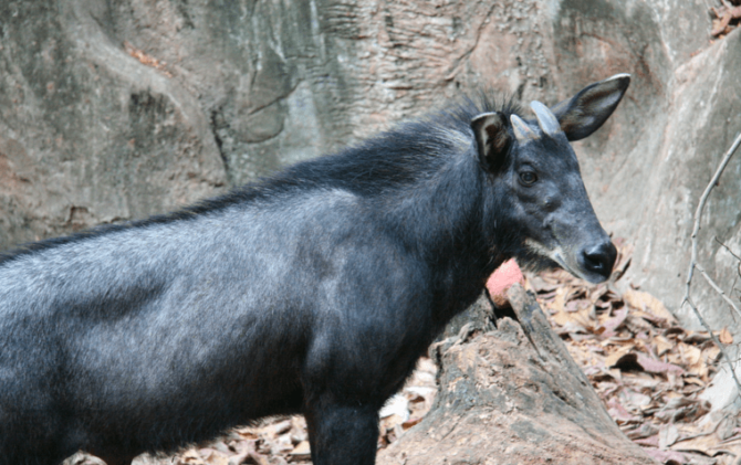 Nanda Devi National Park | Greenverz