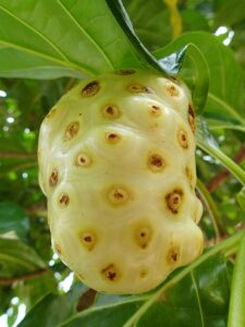 Noni - Indian Mulberry Tree | Greenverz