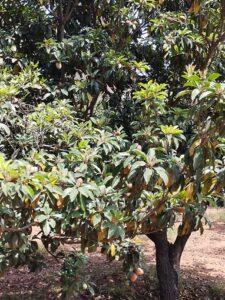 Sapota | Plant a tree of Chikoo / Sapota | Greenverz