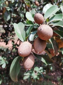 Plant Chikoo Trees | Greenverz