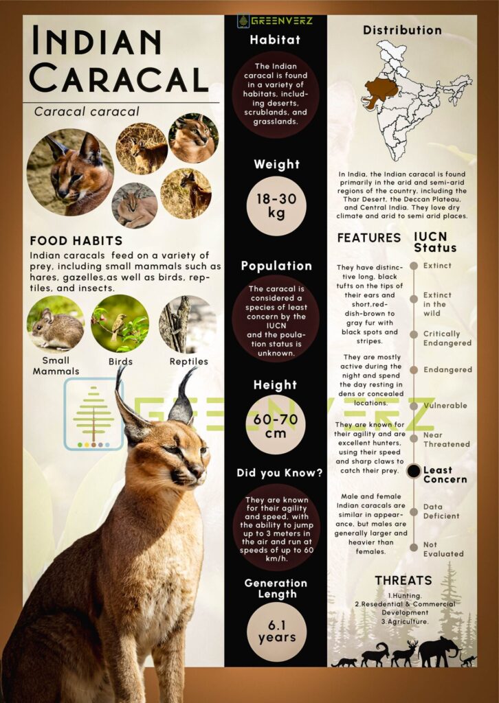 Infographics of Indian Caracal | Greenverz