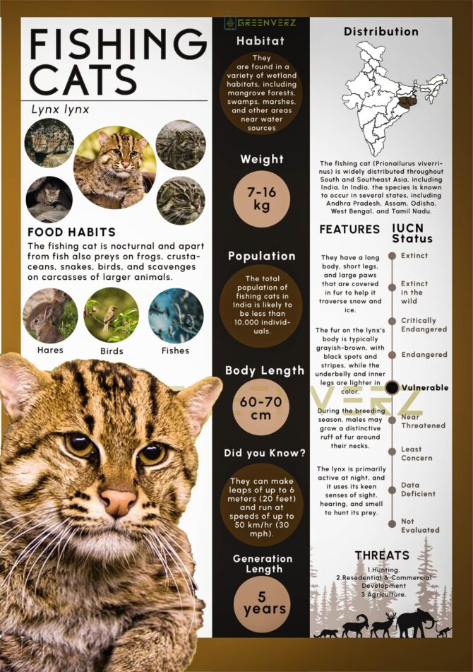 Infographics of Fishing Cat – Greenverz