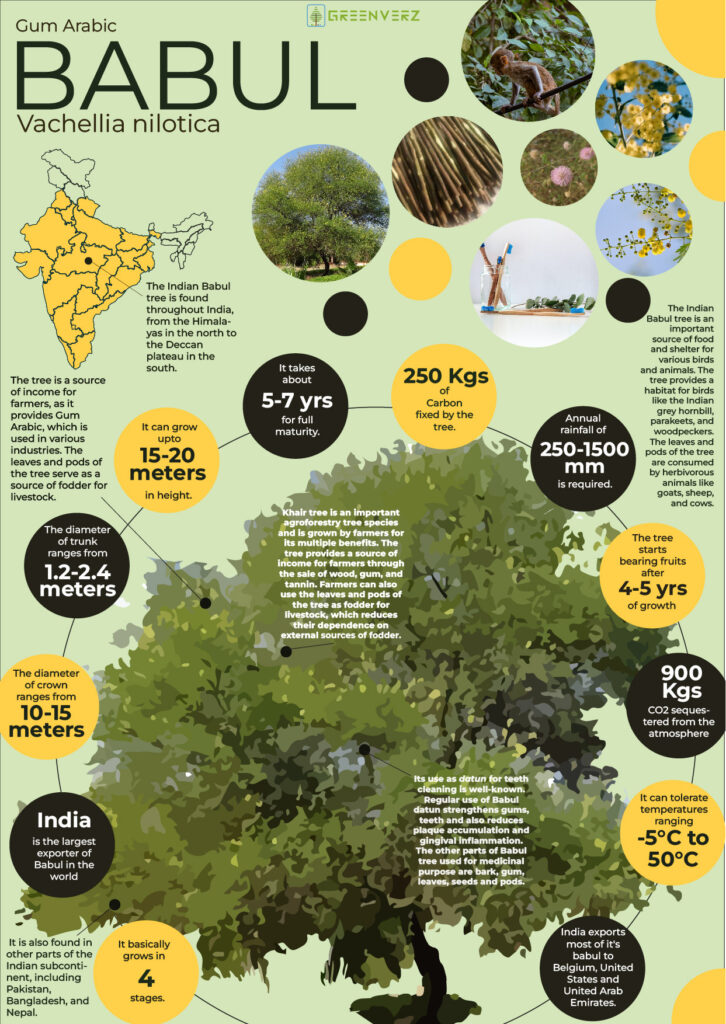Infographics of Babul Tree | Greenverz