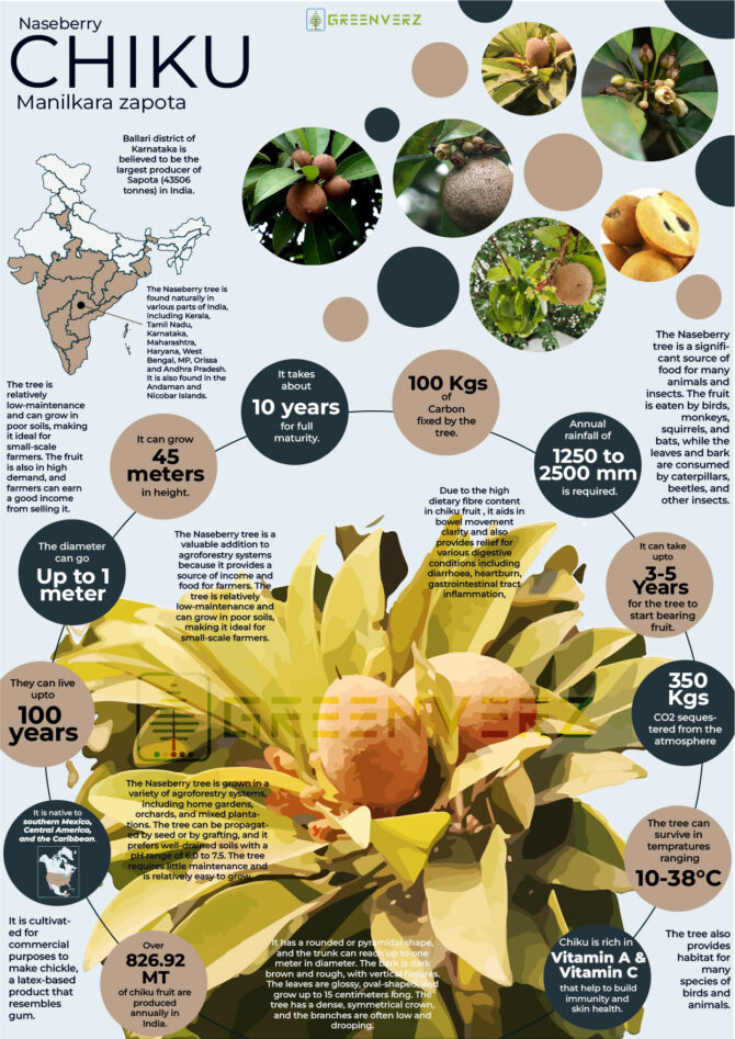 Infographics of Chikoo Tree | Greenverz