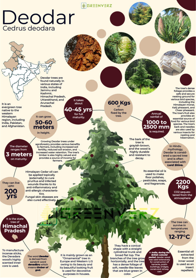 Infographics of Deodar Tree | Greenverz