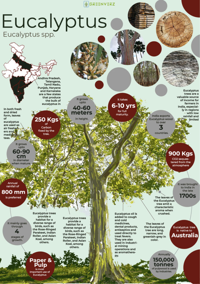 Infographics of Eucalyptus Tree | Greenverz