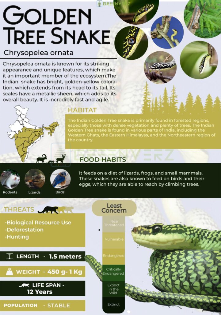 Infographics of Golden Tree Snake | Greenverz