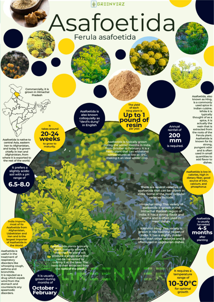 Infographics of Asafoetida | Greenverz