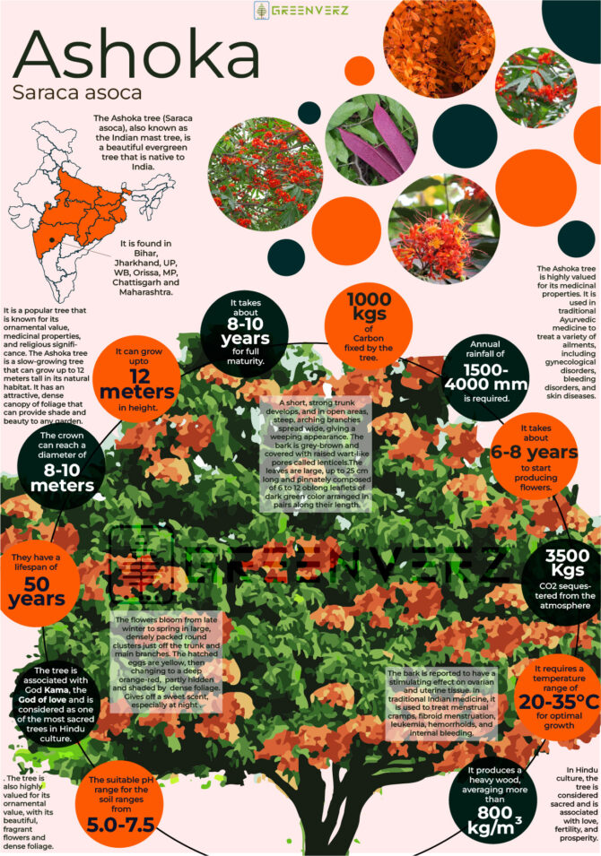 Infographics of Ashoka Tree | Greenverz