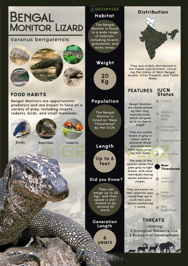 Infographics of Bengal Monitor | Greenverz