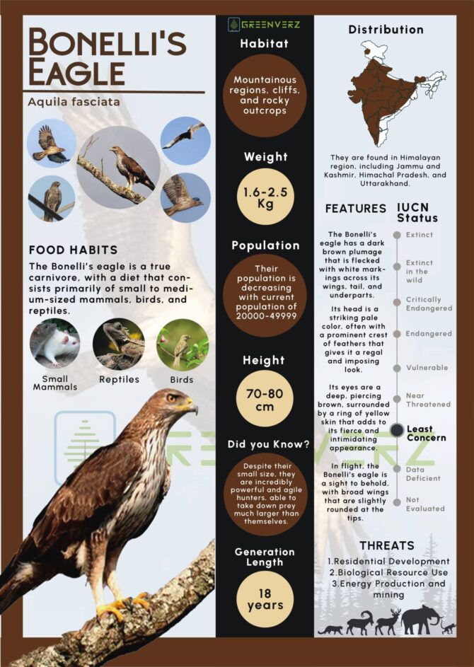 Infographics of Bonelli's Eagle | Greenverz