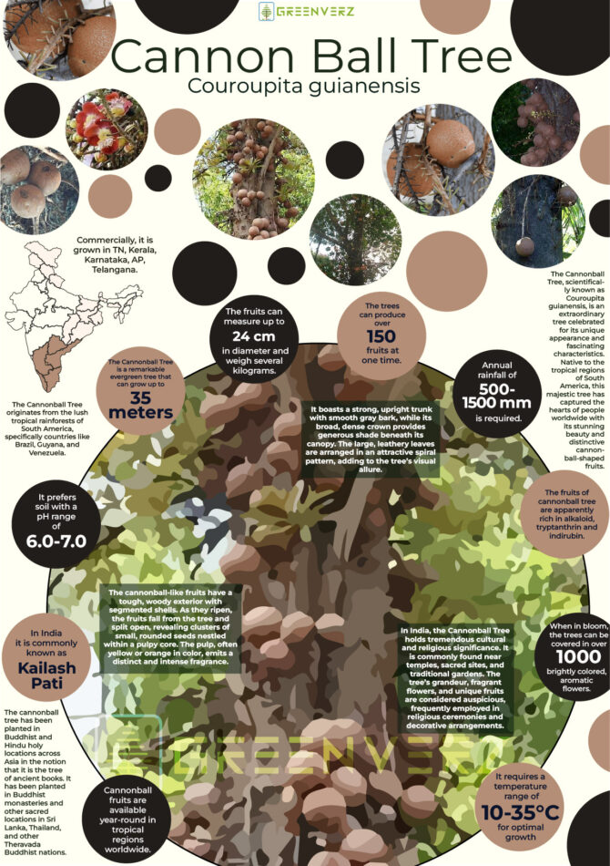 Infographics of Cannon Ball Tree | Greenverz