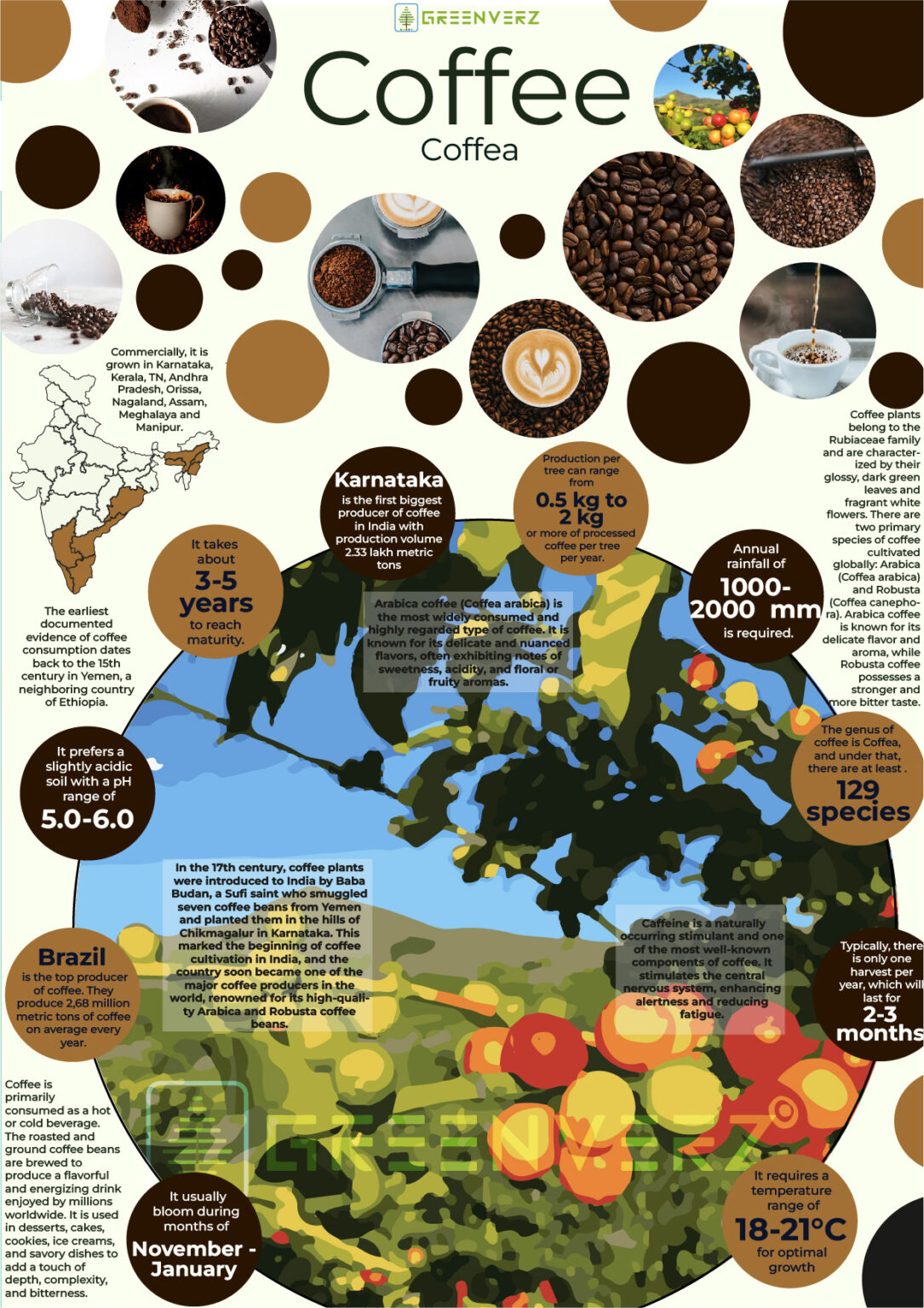 Infographics of Coffee | Greenverz