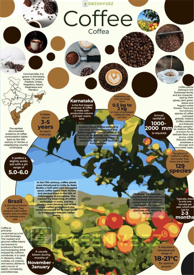 Infographics of Coffee | Greenverz