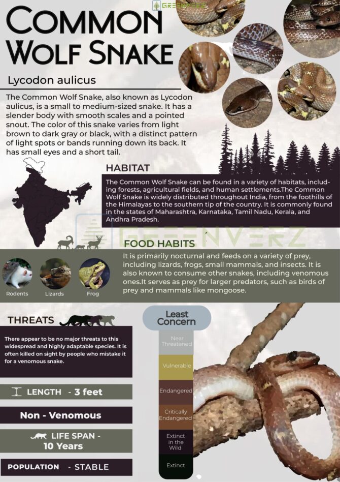 Infographics of Common Wolf Snake | Greenverz