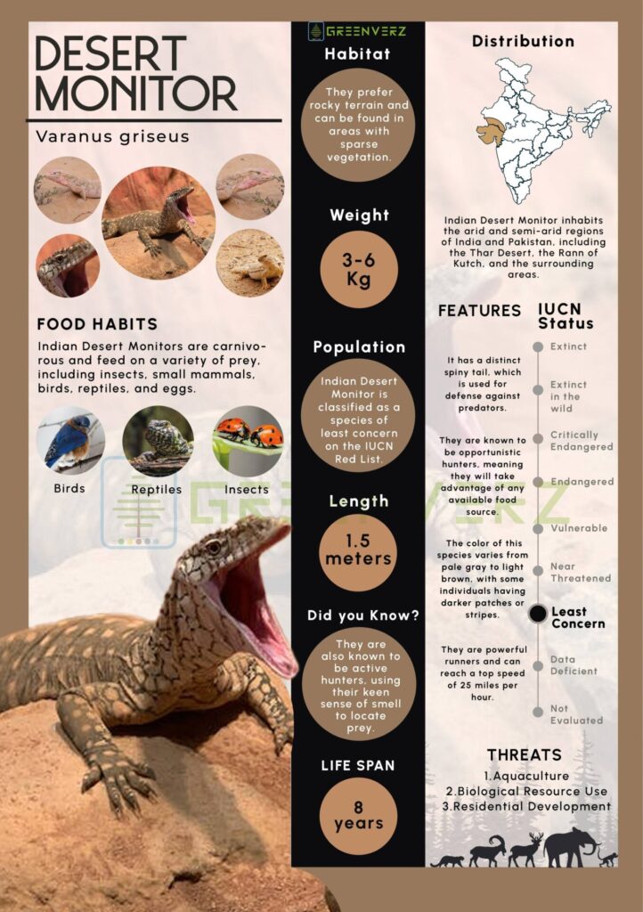 Infographics of Desert Monitor | Greenverz