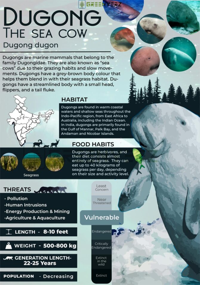 Infographics of Dugong , the sea Cow | Greenverz