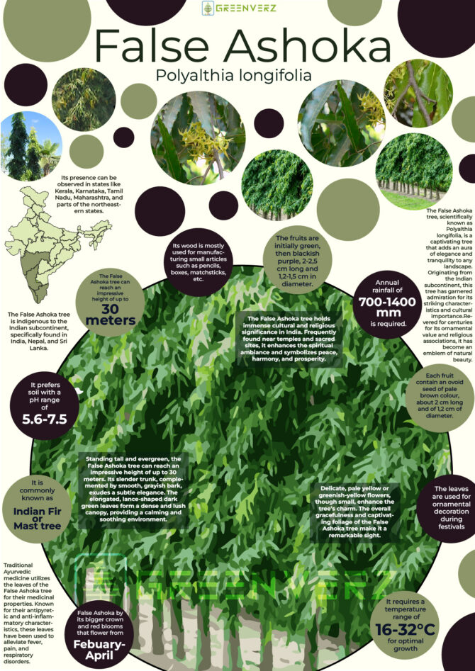 Infographics of False Ashoka | Greenverz