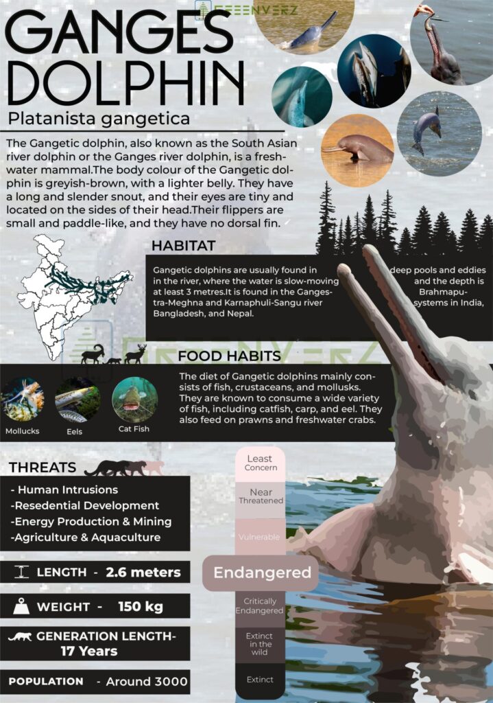Infographics of Ganges Dolphin | Greenverz