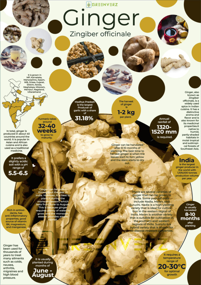 Infographics of Ginger – Greenverz