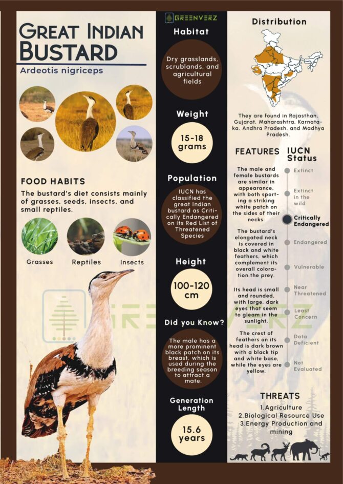 Infographics of Great India Bustard | Greenverz