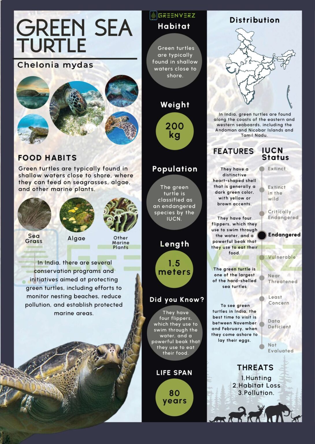 Infographics of Green Sea Turtle | Greenverz