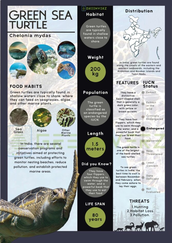 Infographics of Green Sea Turtle | Greenverz